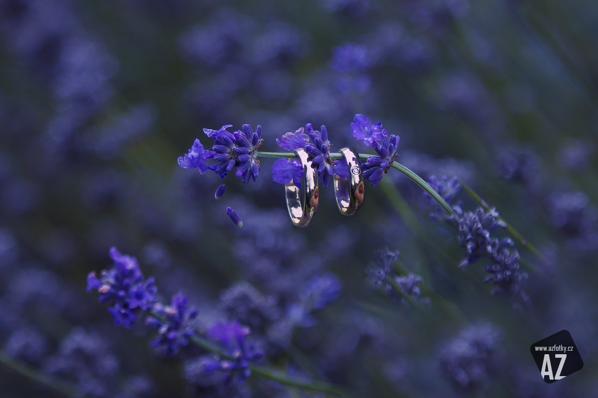 AZ fotky | Photographs